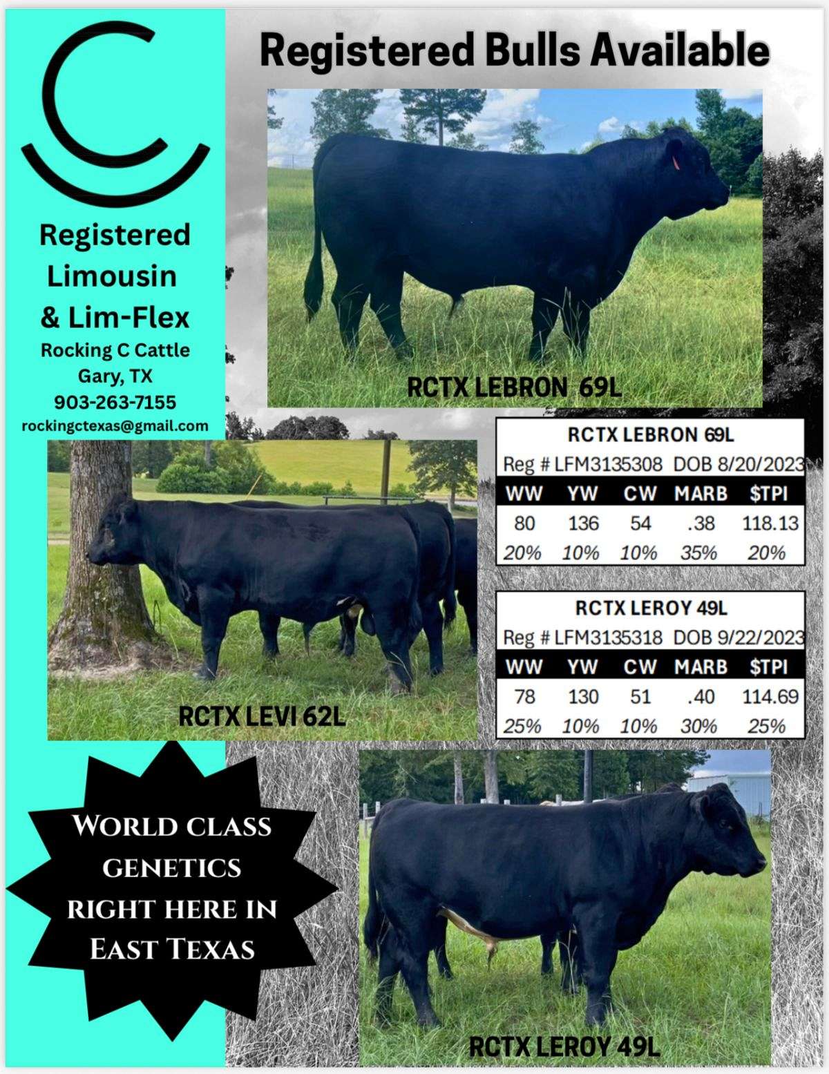 Black Limousin/Lim-flex