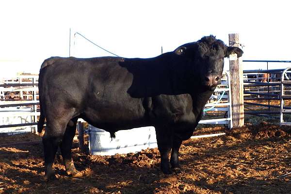 Bull Sale Angus and Lim-Flex