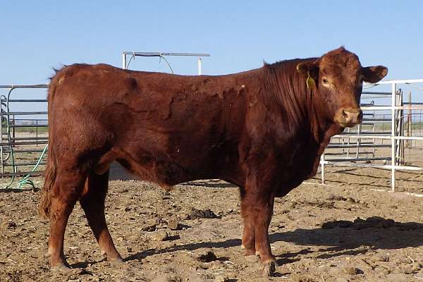 Red Bull Gives You Beef"