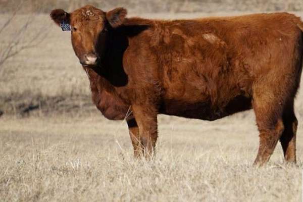 30 Red Angus Cows-Pairs