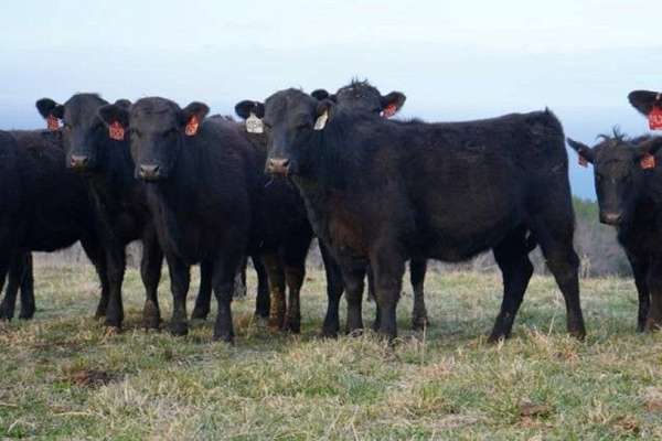 Angus, Lim-Flex, & Sim-Angus Fall Bred Heifers