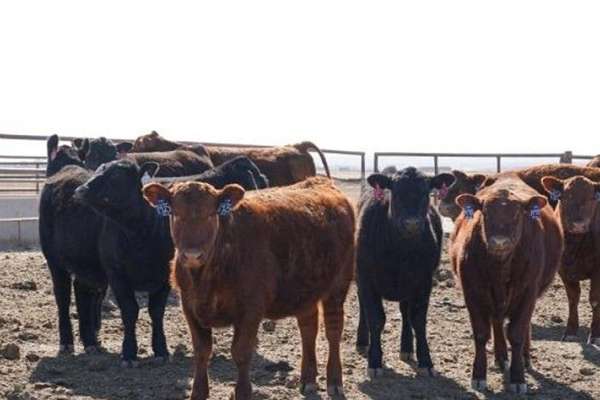 Registered Red Angus A.I. Spring Bred Heifers