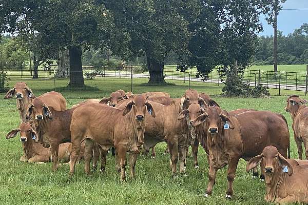 Red Brahman and Beefmaster Herd Disperal