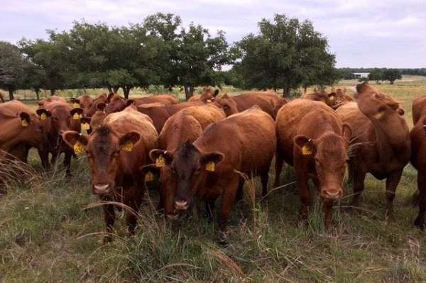 20 Red Angus Cows Available / Pairs