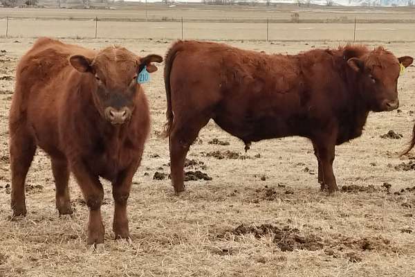 Two Registered Red Angus Yearling Bulls