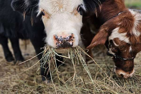 Micro mini bull calves