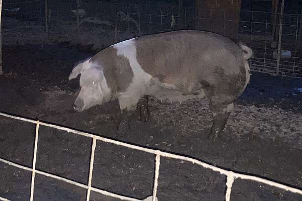 Pregnant Hereford sow for sale