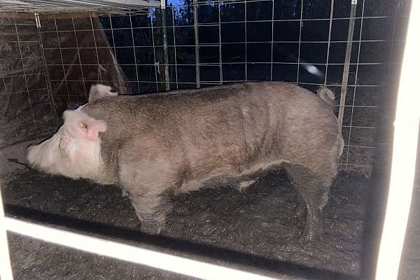 Registered Hereford boar for sale