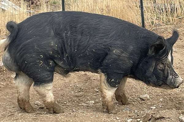 Boar Sale