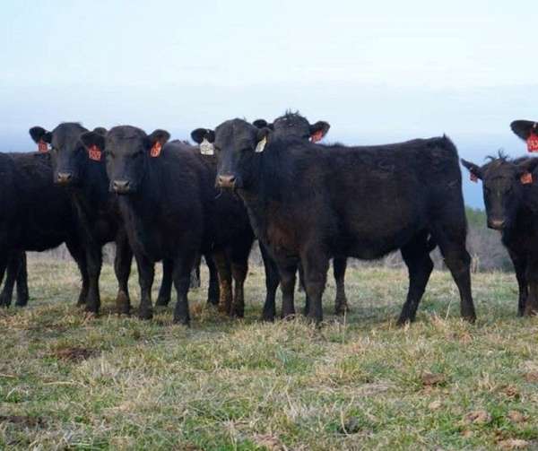 Angus, Lim-Flex, & Sim-Angus Fall Bred Heifers