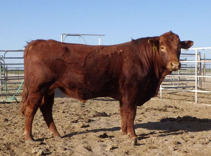 Dehorned Cattle for Sale