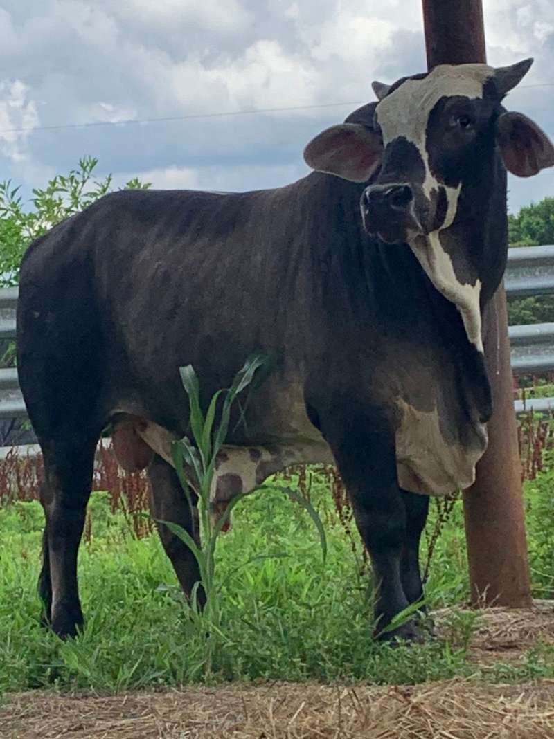 Livestock for Sale