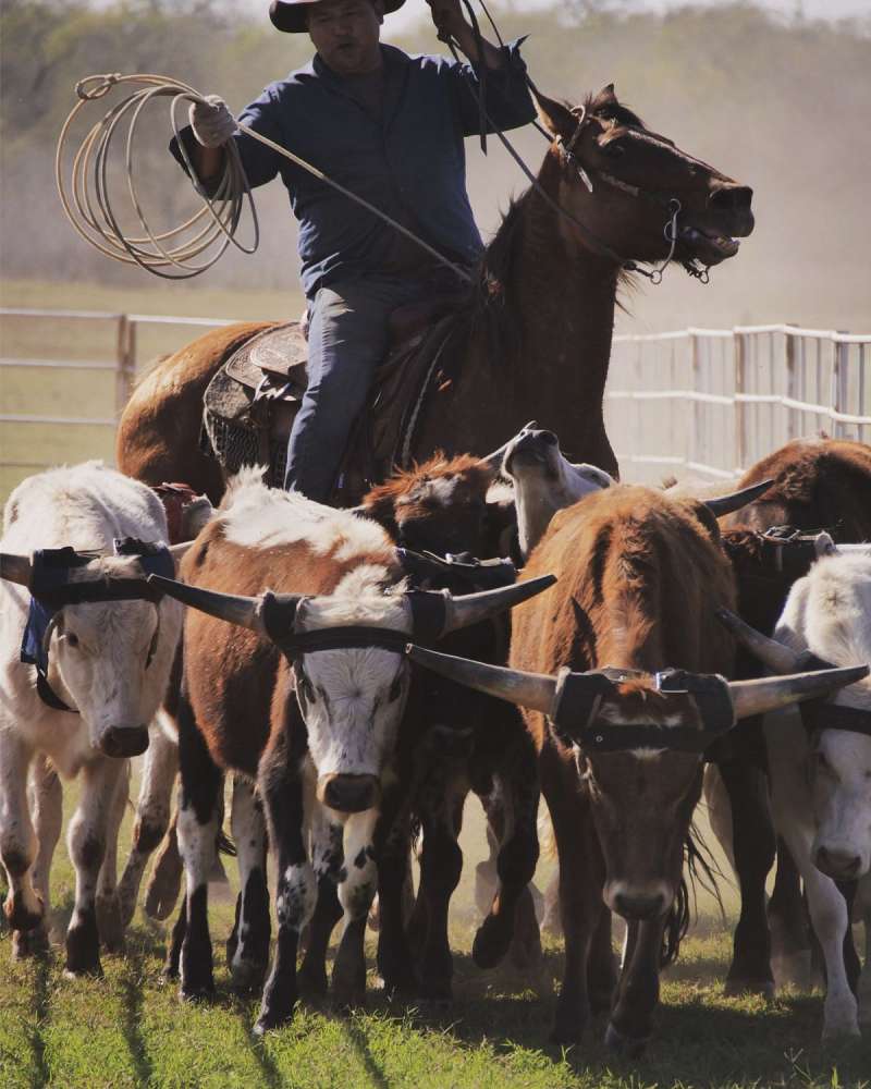 Longhorn Cattle for Sale