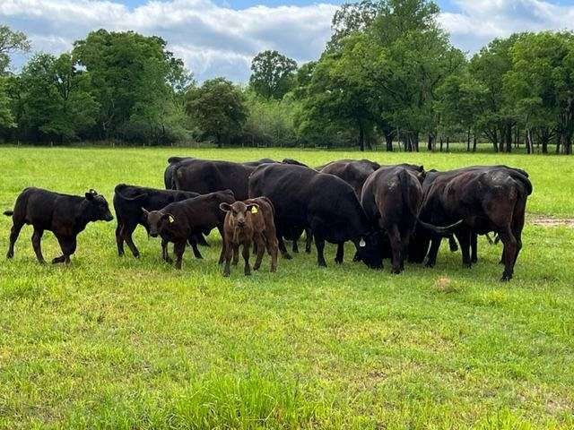 Registered Brangus Cattle for Sale