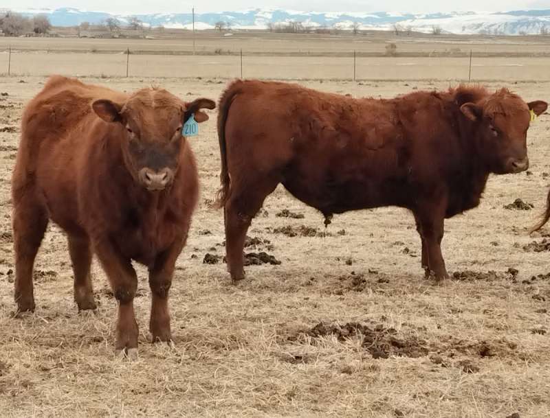 Red Angus Cattle for Sale