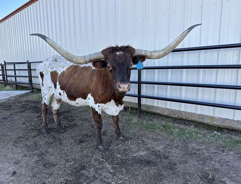 Longhorn Cattle for Sale